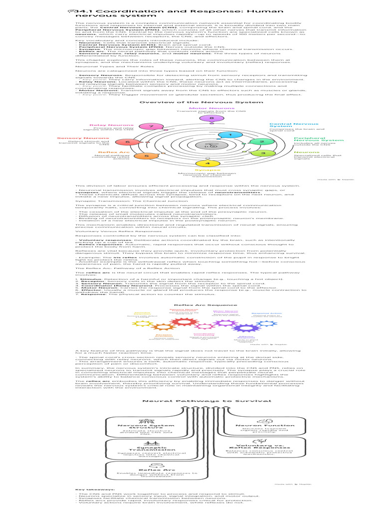 14.1 Coordination and Response_ Human Nervous System | PDF | Nervous ...