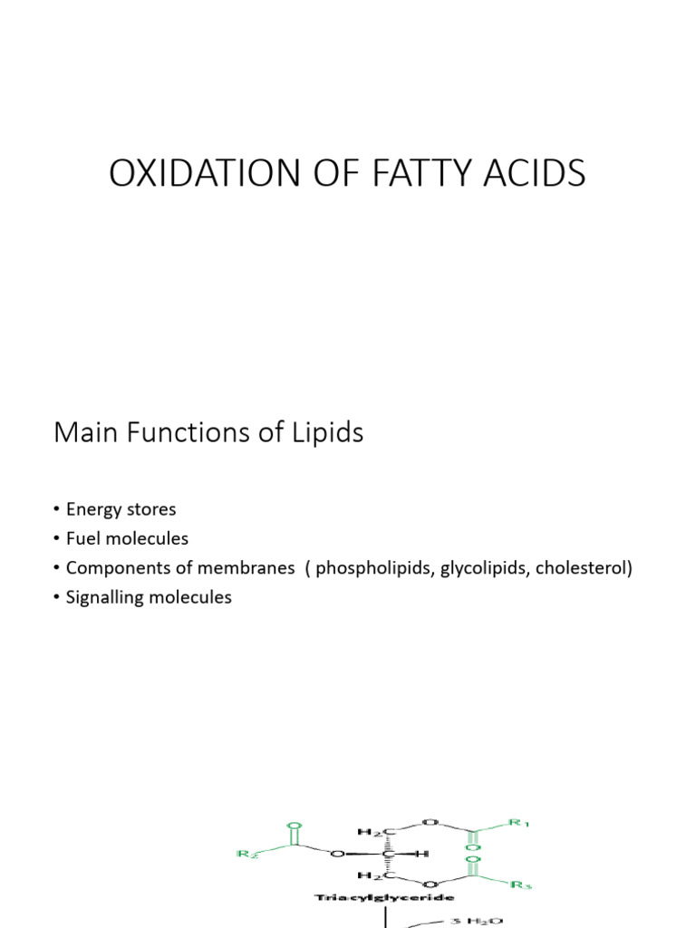Fatty Acid Oxidation Processes Explained | PDF | Fatty Acid | Ketosis