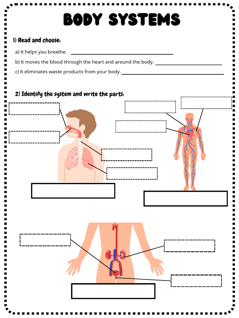 Understanding Body Systems and Functions | PDF