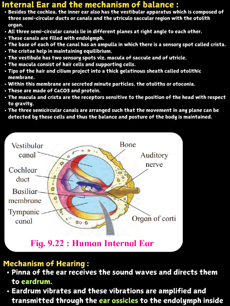 Inner Ear Balance and Hearing Mechanisms | PDF | Hormone | Ear