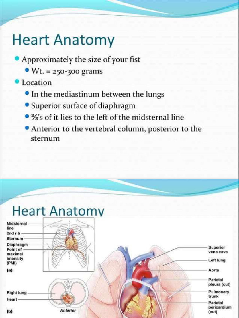 Anatomy Heart | PDF