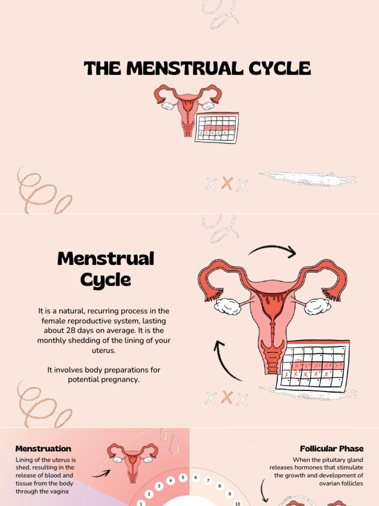 Menstrual Cycle | PDF | Menstrual Cycle | Ovary