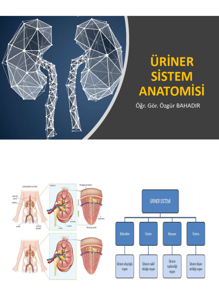 Uriner Sistem Anatomisi | PDF