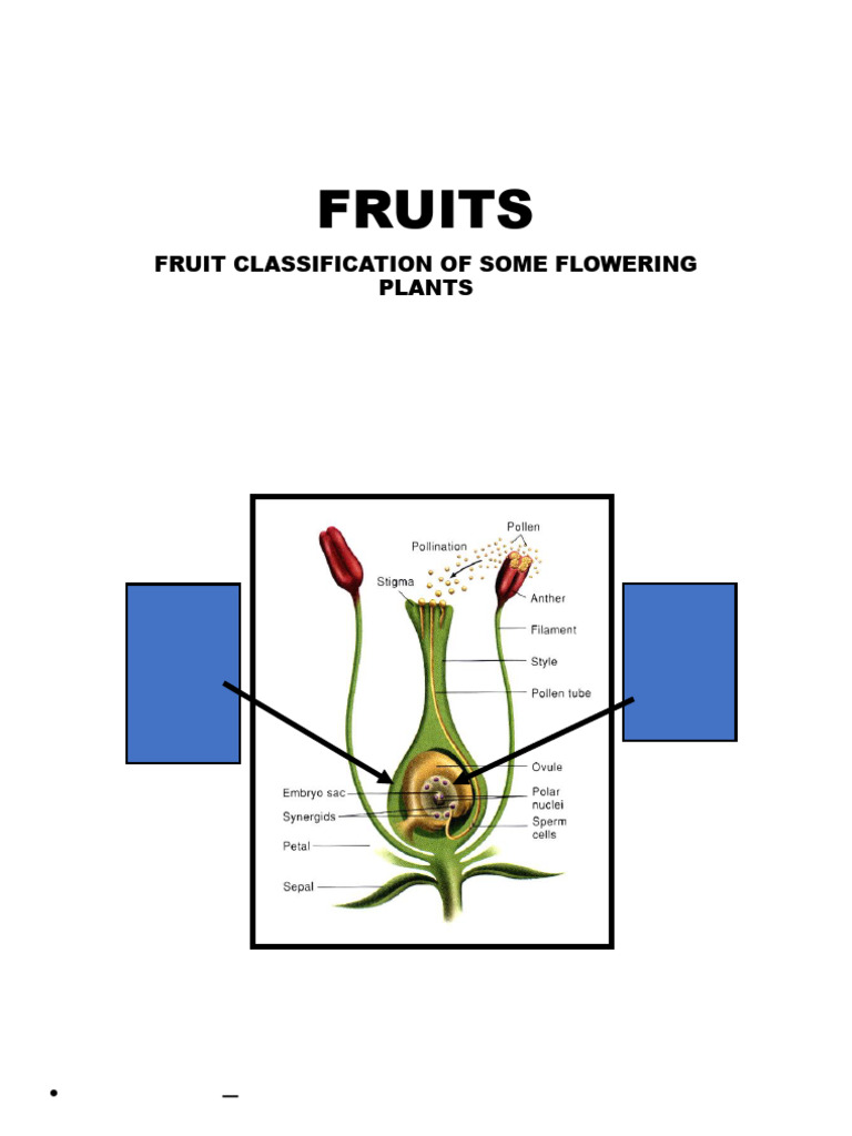 FRUITS General Botany | PDF | Fruit | Plant Morphology