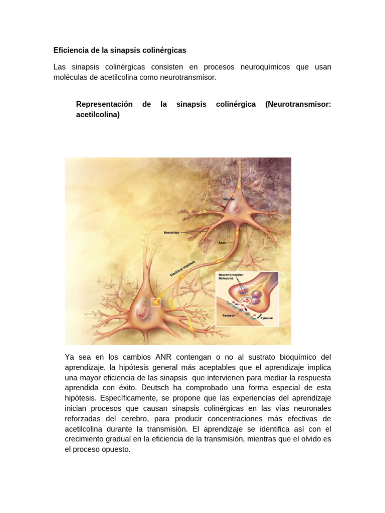 Eficiencia de La Sinapsis Colinérgicas | PDF | Sinapsis | Neurona