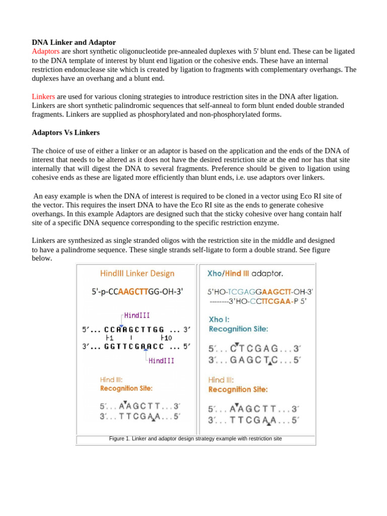 DNA Linkers vs Adaptors Explained | PDF