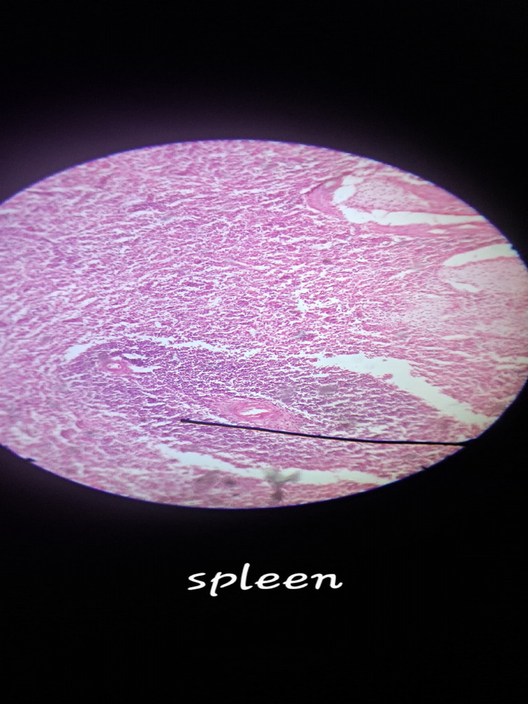 Human Anatomy: Organ and Tissue List | PDF