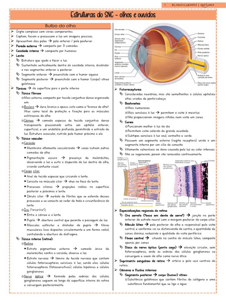 SP20 - Estruturas Do SNC – Olhos e Ouvidos | PDF | Orelha | Audição
