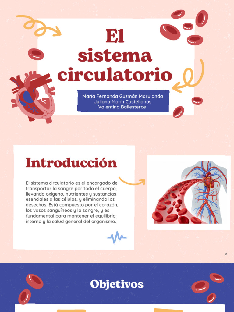 Presentación Educativa Sistema Circulatorio Estilo Dibujado A Mano en ...