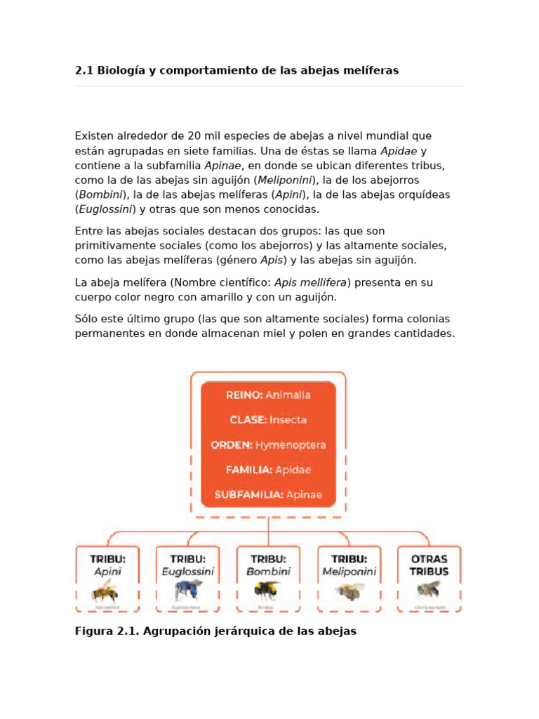 Biología y comportamiento de abejas melíferas | PDF | Western Honey Bee ...