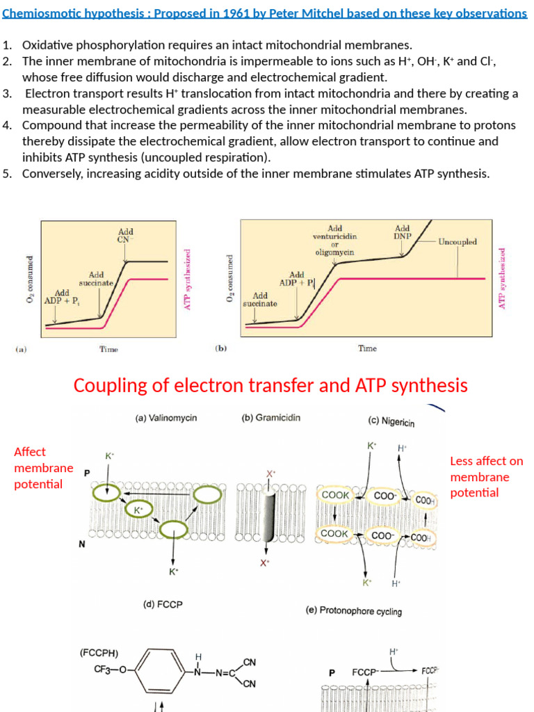 Chemiosmotic Hypothesis Overview | PDF