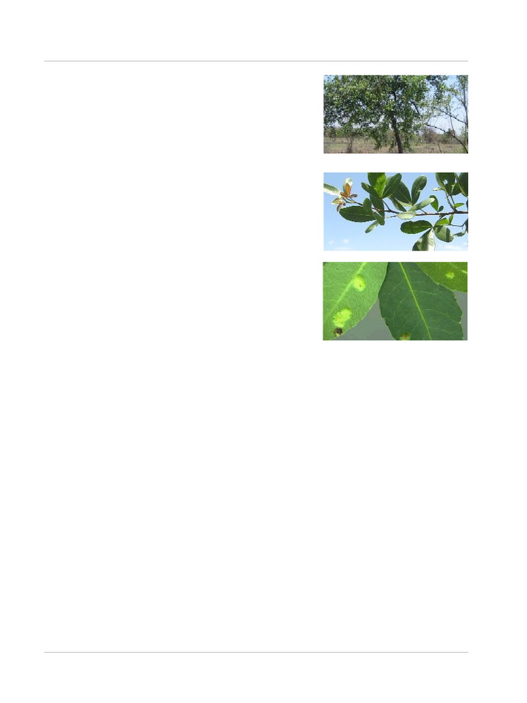 Rhus_natalensis | PDF | Leaf | Trees