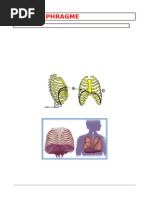 Anatomie et Développement du Diaphragme | PDF | Aorte | Thorax