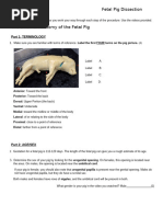 Fetal Pig Dissection Lab Guide | PDF | Aorta | Common Carotid Artery