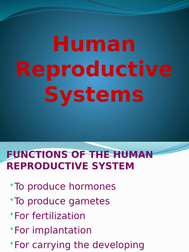 Human Reproductive Systems PowerPoint (1) | PDF | Reproductive System ...