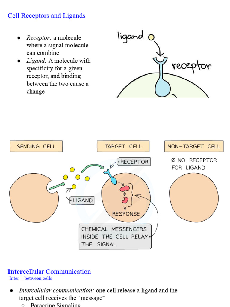 Bio Tutoring Module 5 - Google Slides | PDF | Cell Signaling | Signal ...
