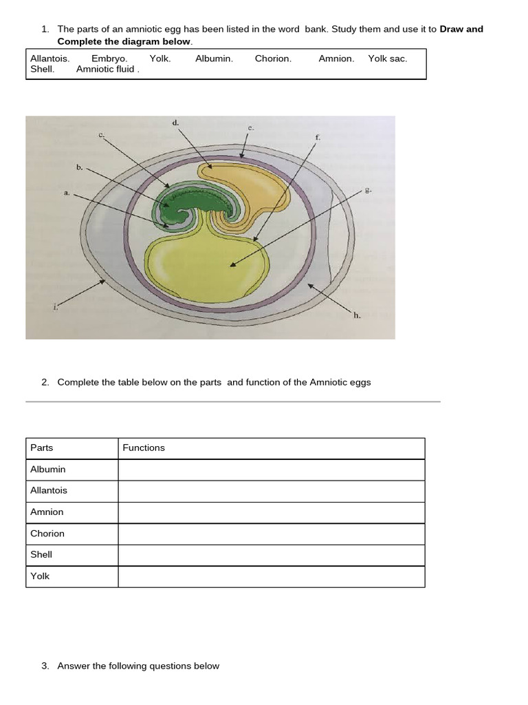 Amniotic Egg Parts and Functions Guide | PDF