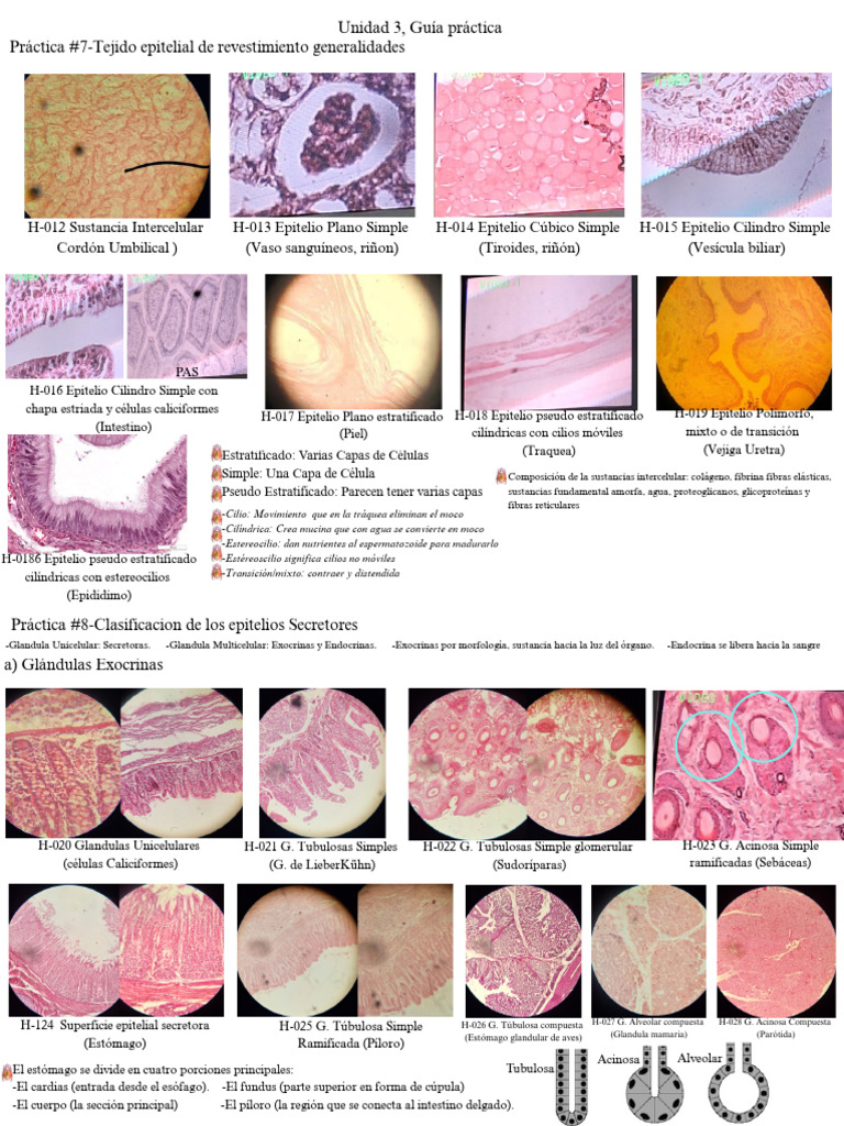 Unidad 3, Guía práctica_20251012_200359_0000 | PDF | Hueso | Epitelio