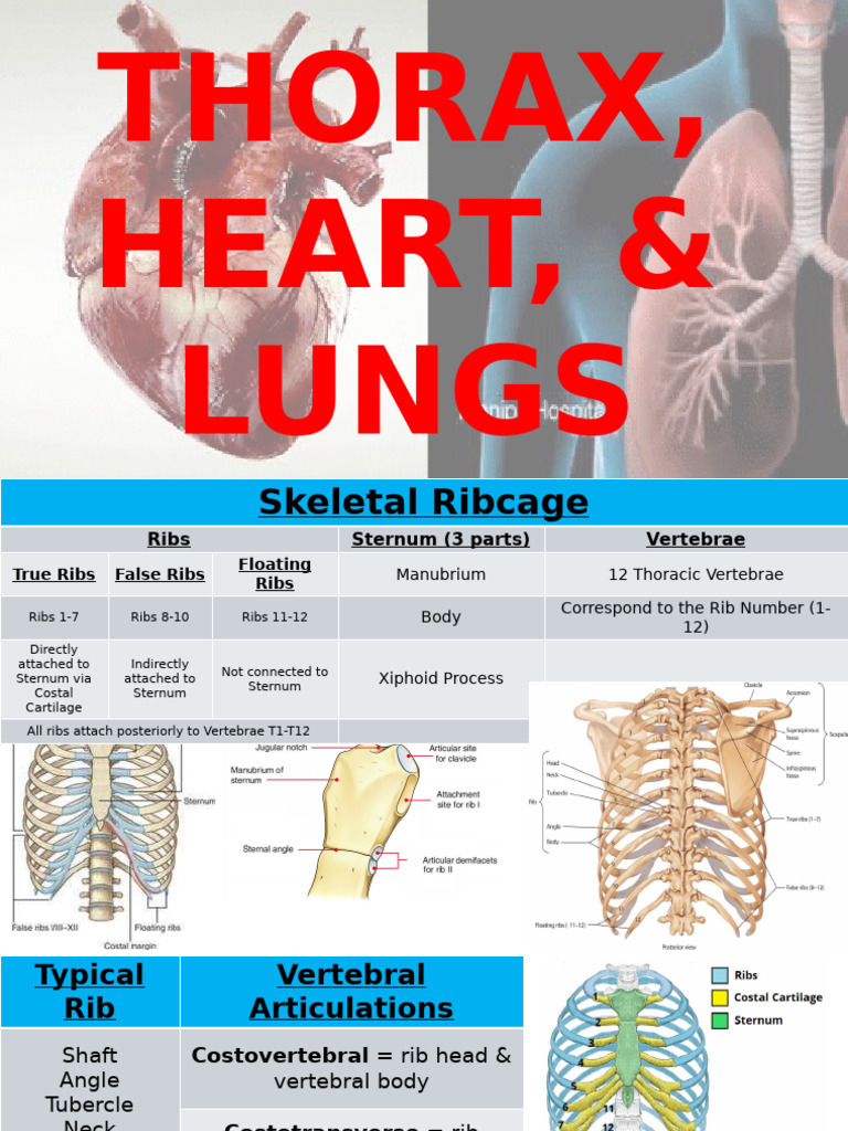 7. Thorax Heart Lungs FALL 2025 | PDF | Heart Valve | Coronary Circulation