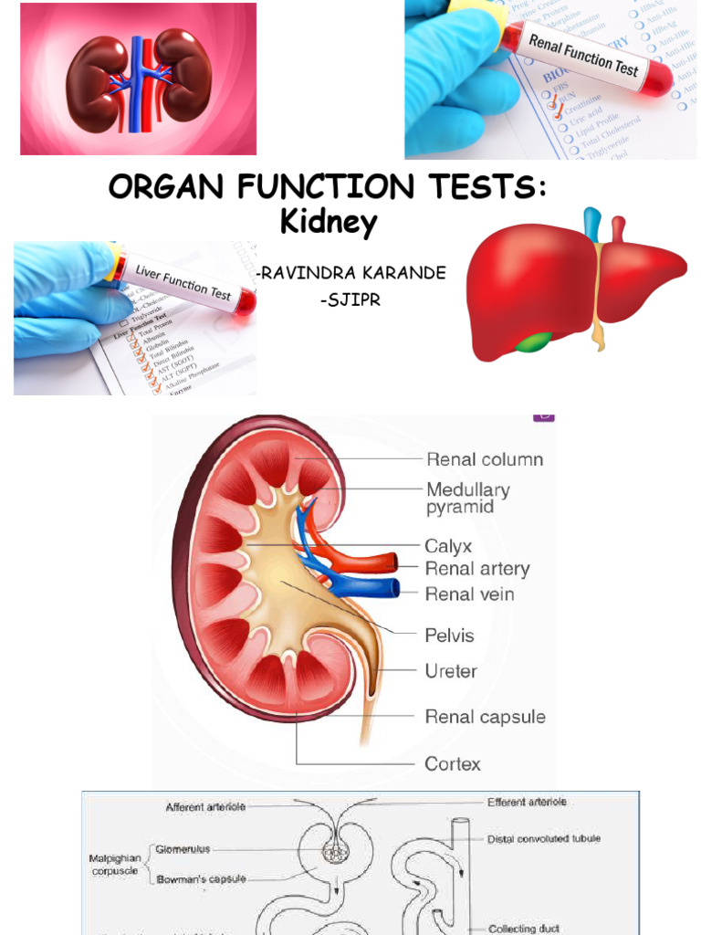 Kidney Function Tests Overview | PDF | Kidney | Creatinine