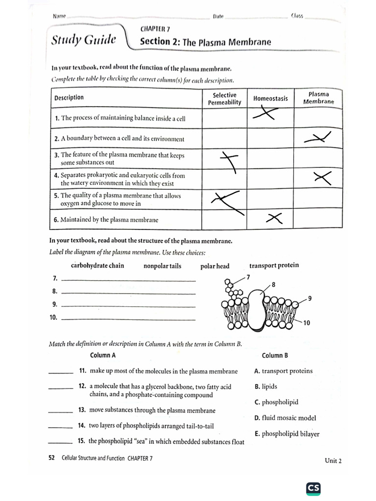C7 S2 the Plasma Membrane | PDF
