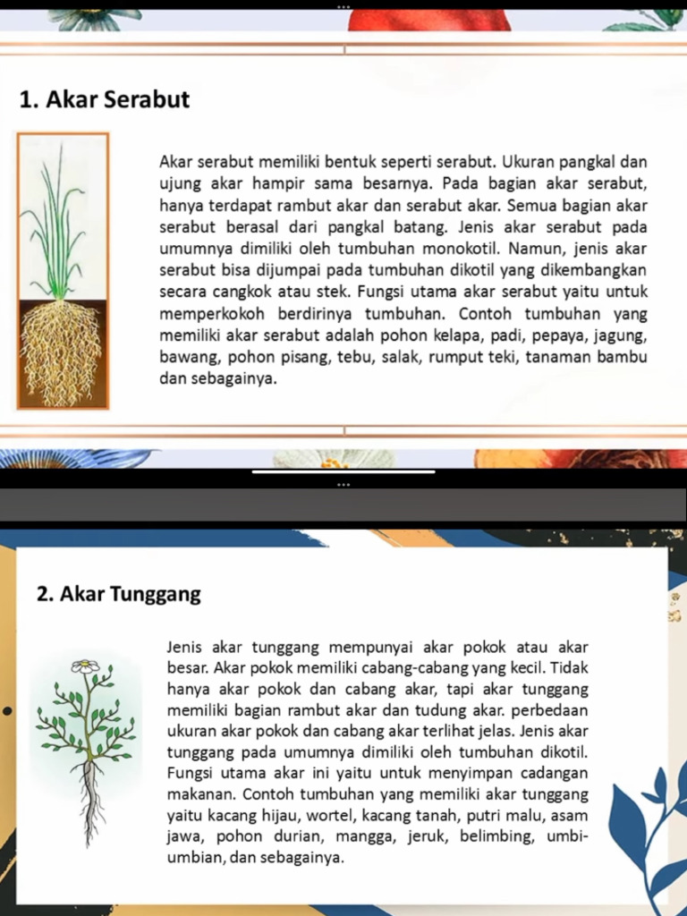 Jenis Jenis Akar | PDF