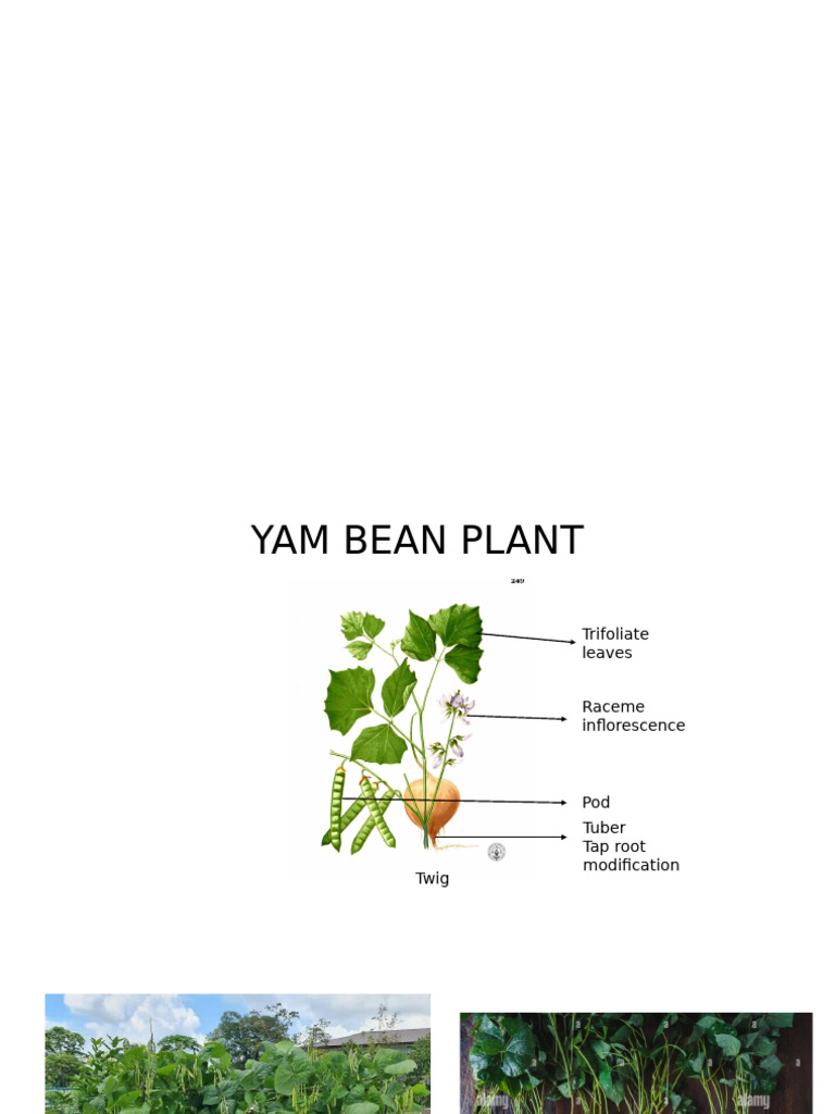 yam bean | PDF