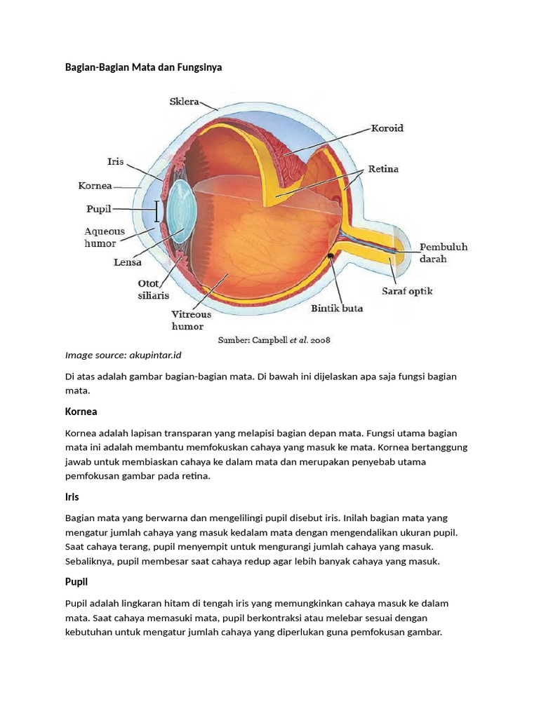 Bagian-Bagian Mata dan Fungsinya | PDF