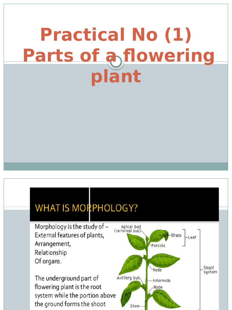 practical No 1 | PDF