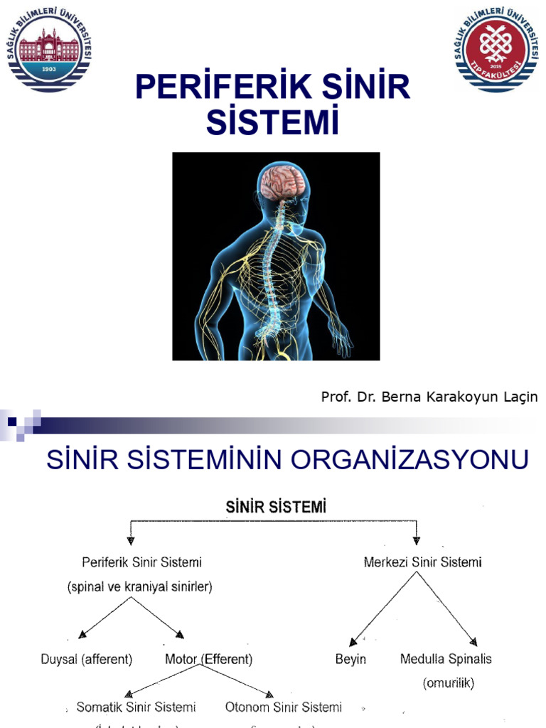 Periferik Sinir Sistemi | PDF