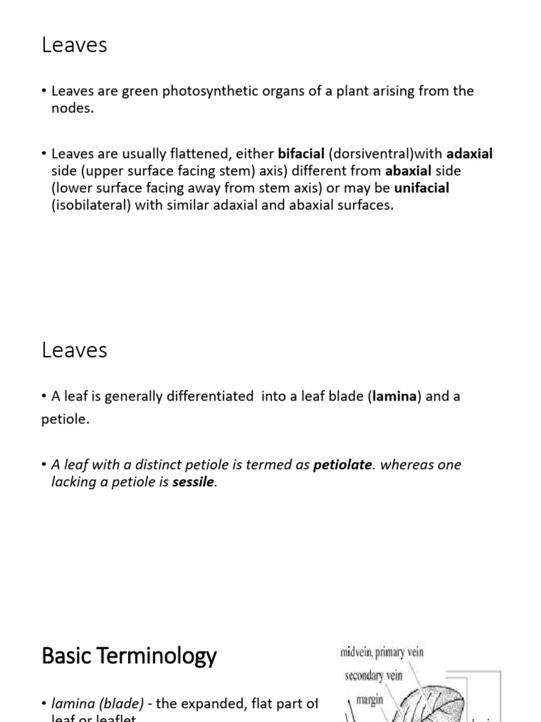 Leaf Morphology Identification Description | PDF | Leaf | Plants