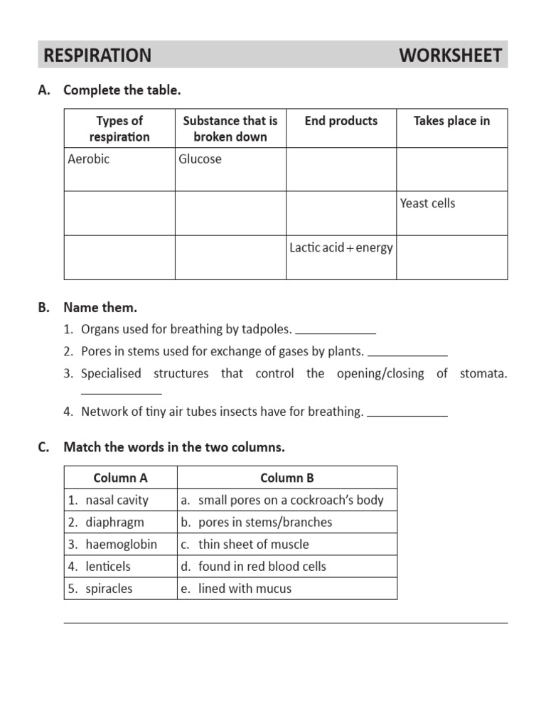 Worksheet Respiration | PDF