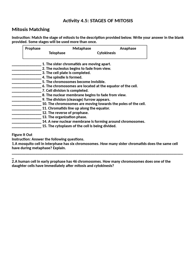 Mitosis Stages Matching Activity | PDF