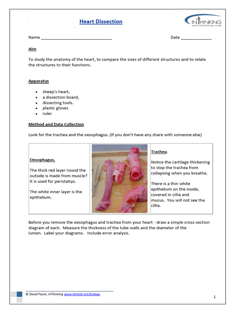 Sheep Heart Dissection Guide | PDF | Heart | Vein