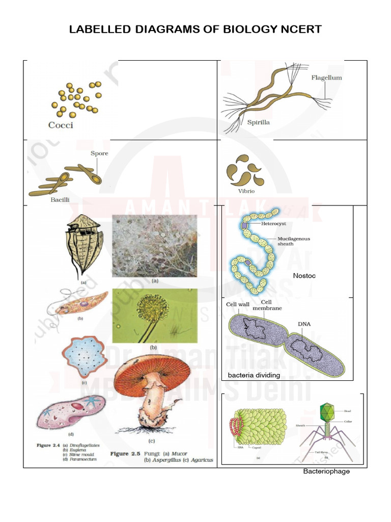 Labelled Diagrams - Bio Ncert | PDF