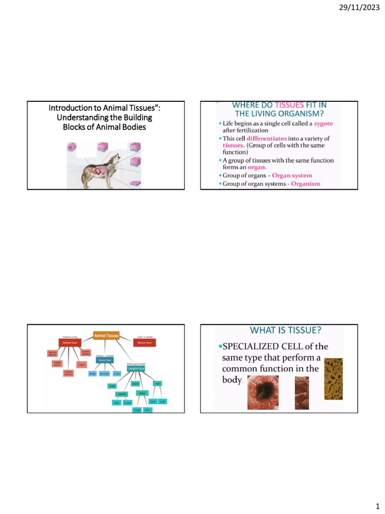 1-Introduction-to-Animal-Tissues | PDF