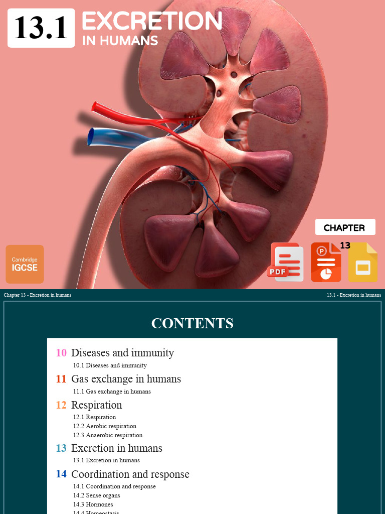 Chapter 13 Excretion in Humans (Kidney) | PDF | Kidney | Organ (Anatomy)