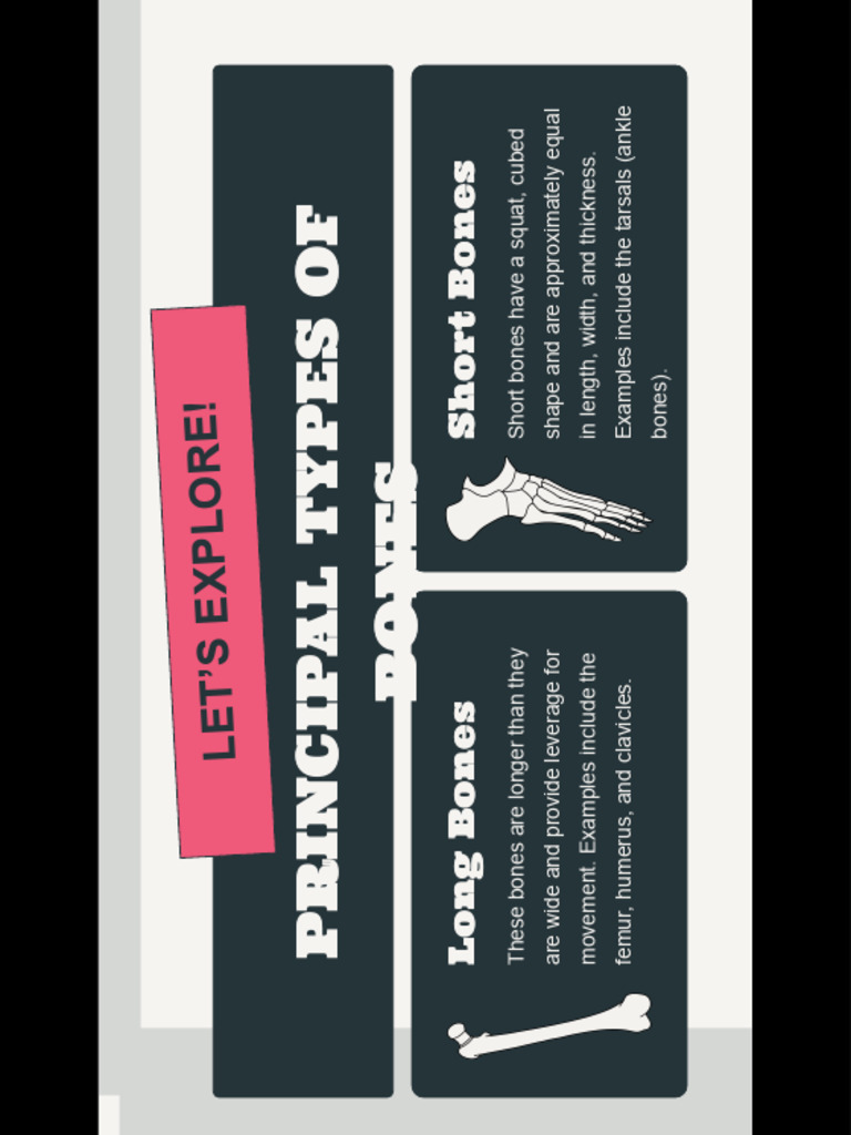 Overview of Bone Types in the Skeletal System | PDF
