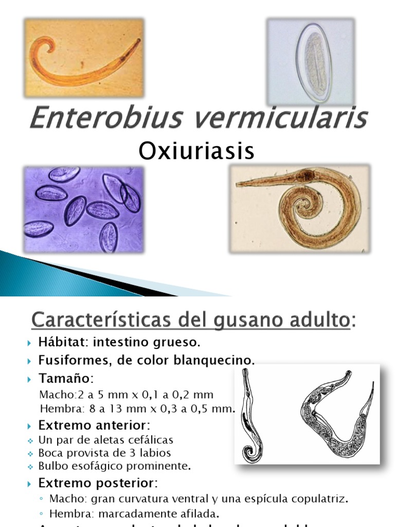 Enterobius Vermicularis | PDF