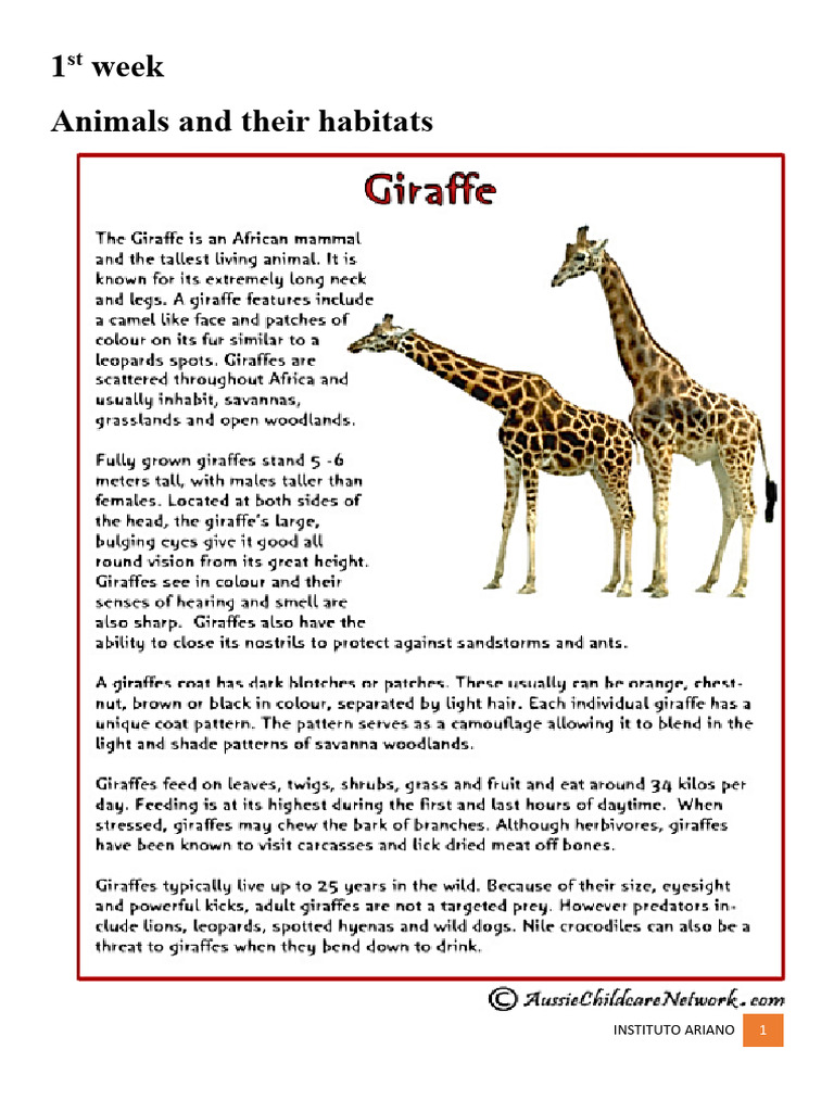Giraffe Habitats and Family Activities | PDF | Television Series ...