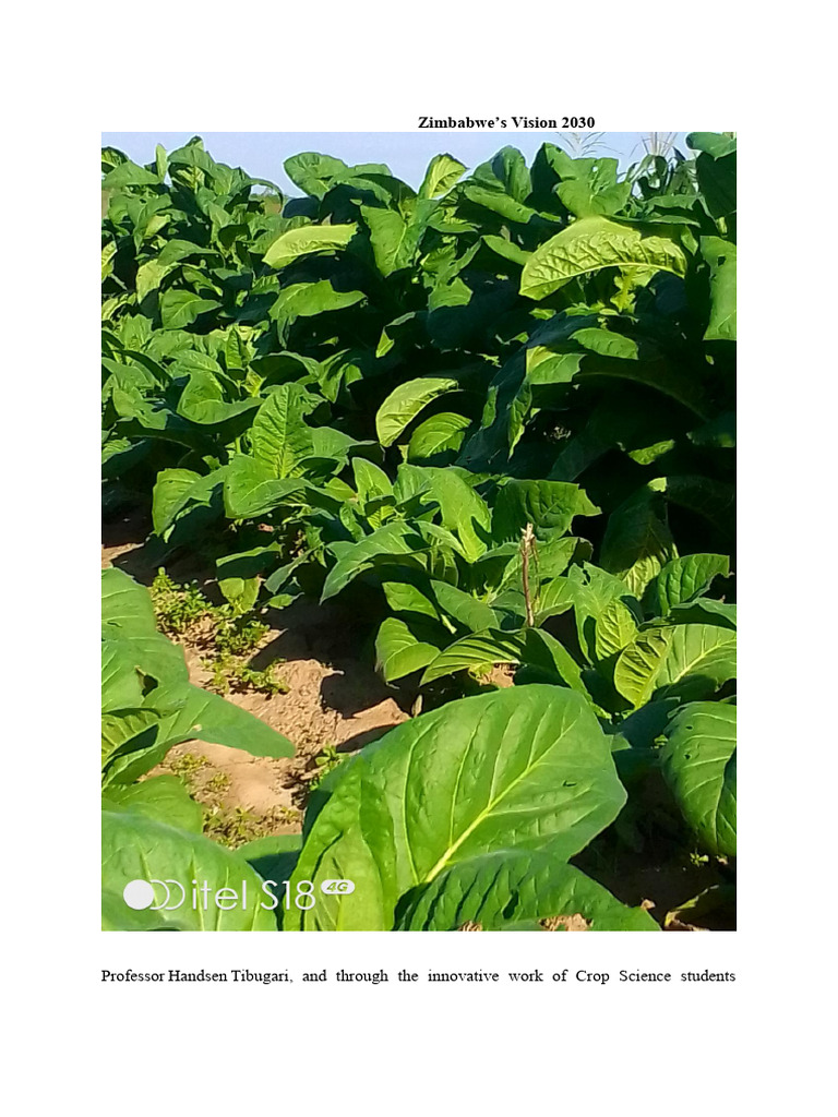 LSU's Tobacco Research for Zimbabwe's Growth | PDF | Tobacco | Agriculture
