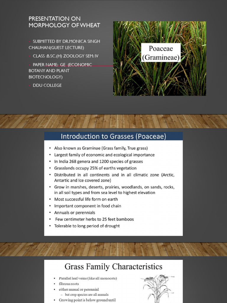 Wheat Morphology Overview | PDF