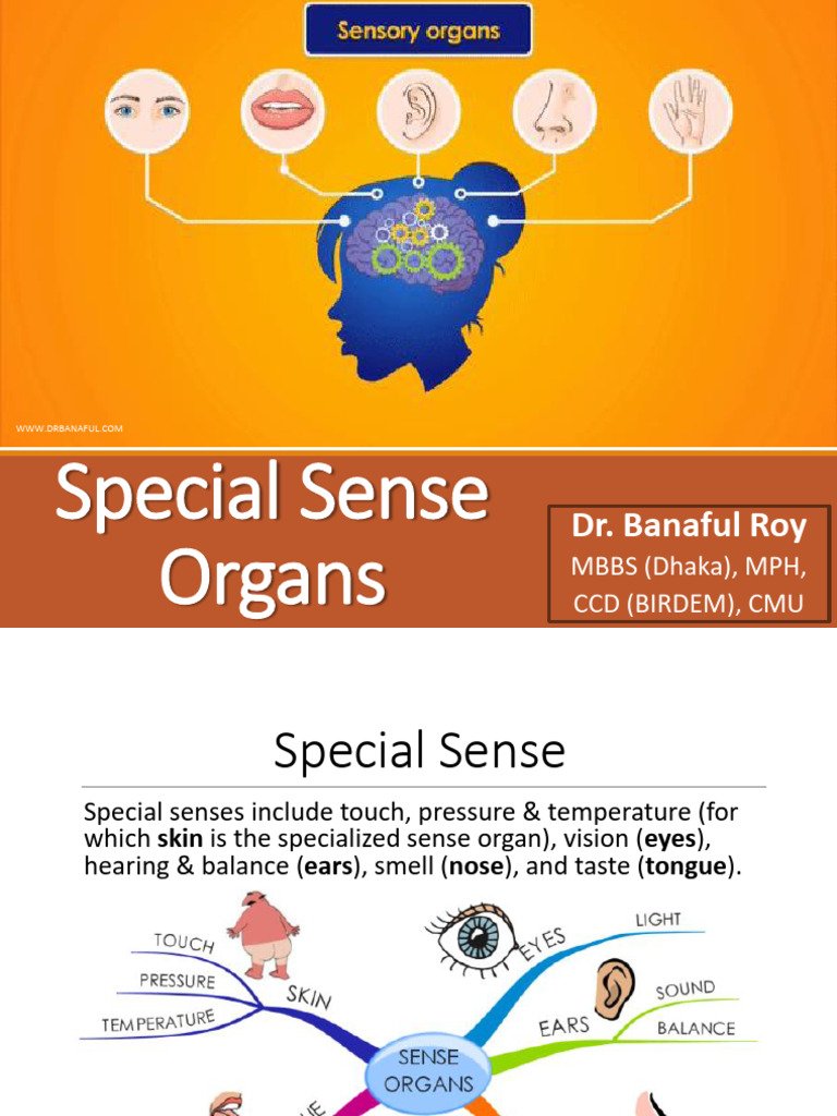 Special Sense Organs | PDF | Human Nose | Ear