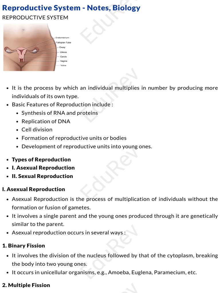 Biology Notes on Reproductive System | PDF | Testicle | Sexual Reproduction