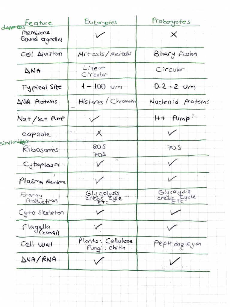 Eukaryotes vs prokaryotes note | PDF