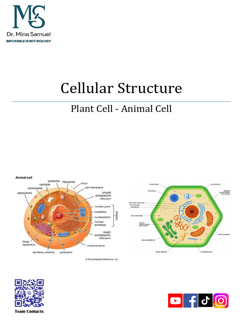 Cell Structure 1 | PDF | Cell (Biology) | Endoplasmic Reticulum