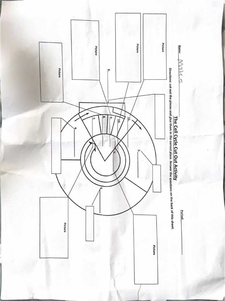 The Cell Cycle Cut Out Activity. LLENADO | PDF