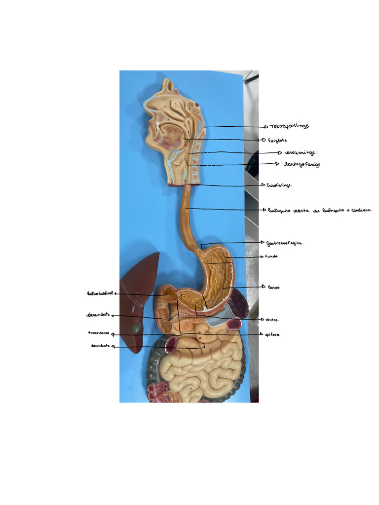 TEXTO GUIA- PROVA PRÁTICA II UNIDADE 2 | PDF