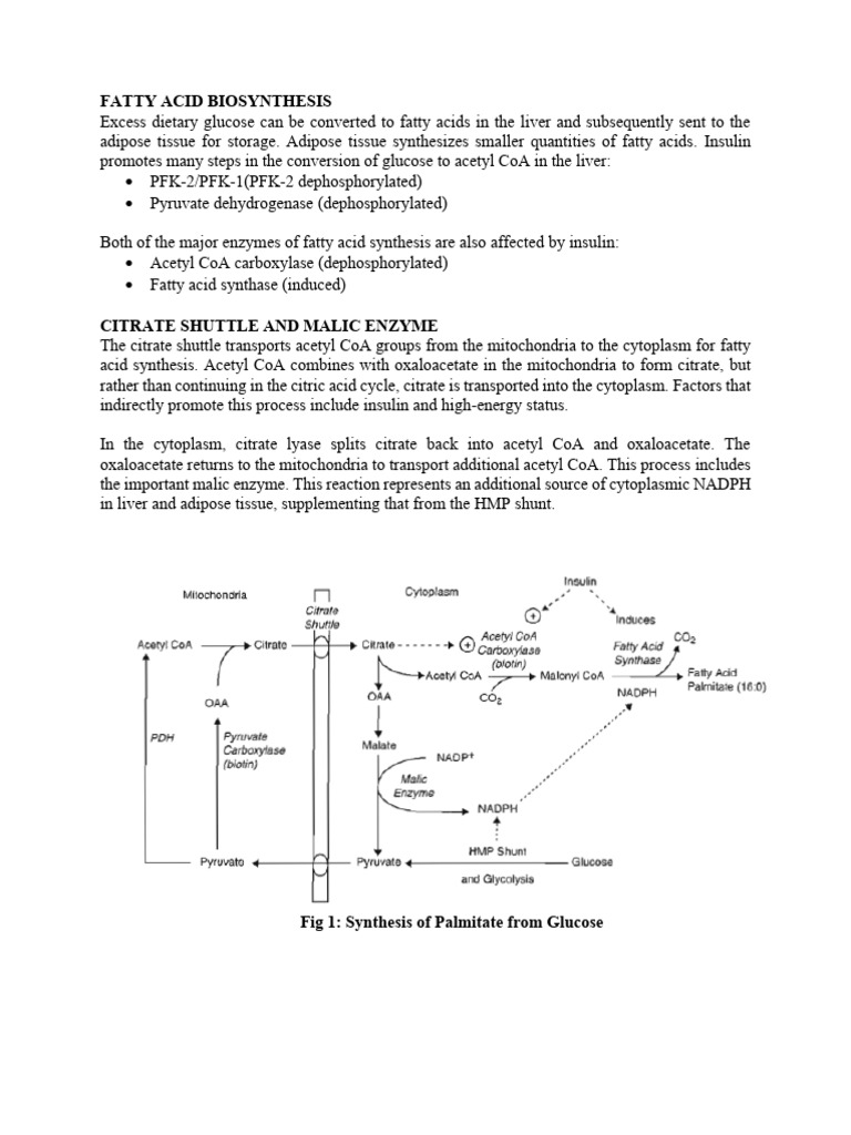 Fatty Acid Biosynthesis Overview | PDF | Biosynthesis | Fatty Acid