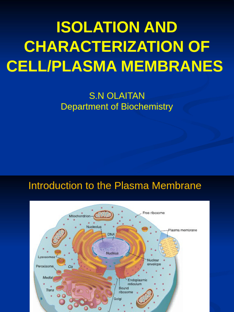 Plasma Membrane | PDF